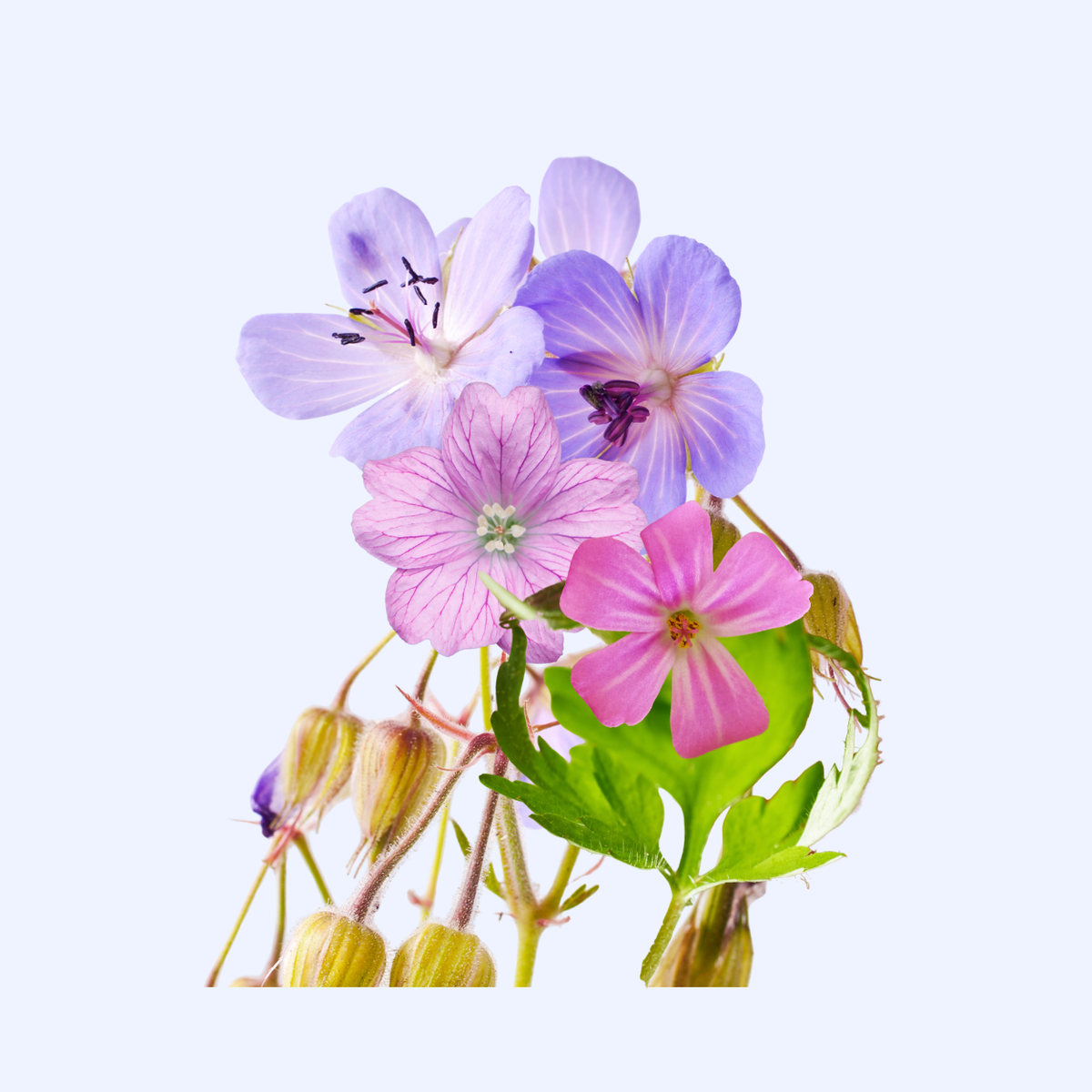 Geranium – Victory Nursery