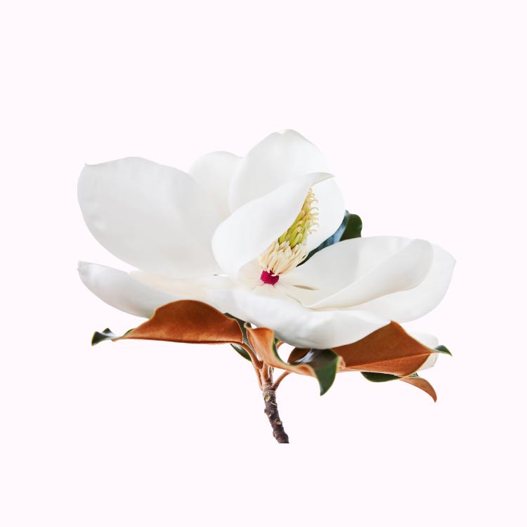 Yulan Magnolia Tree – Pure White Early Spring Blooms, Elegant Form ...