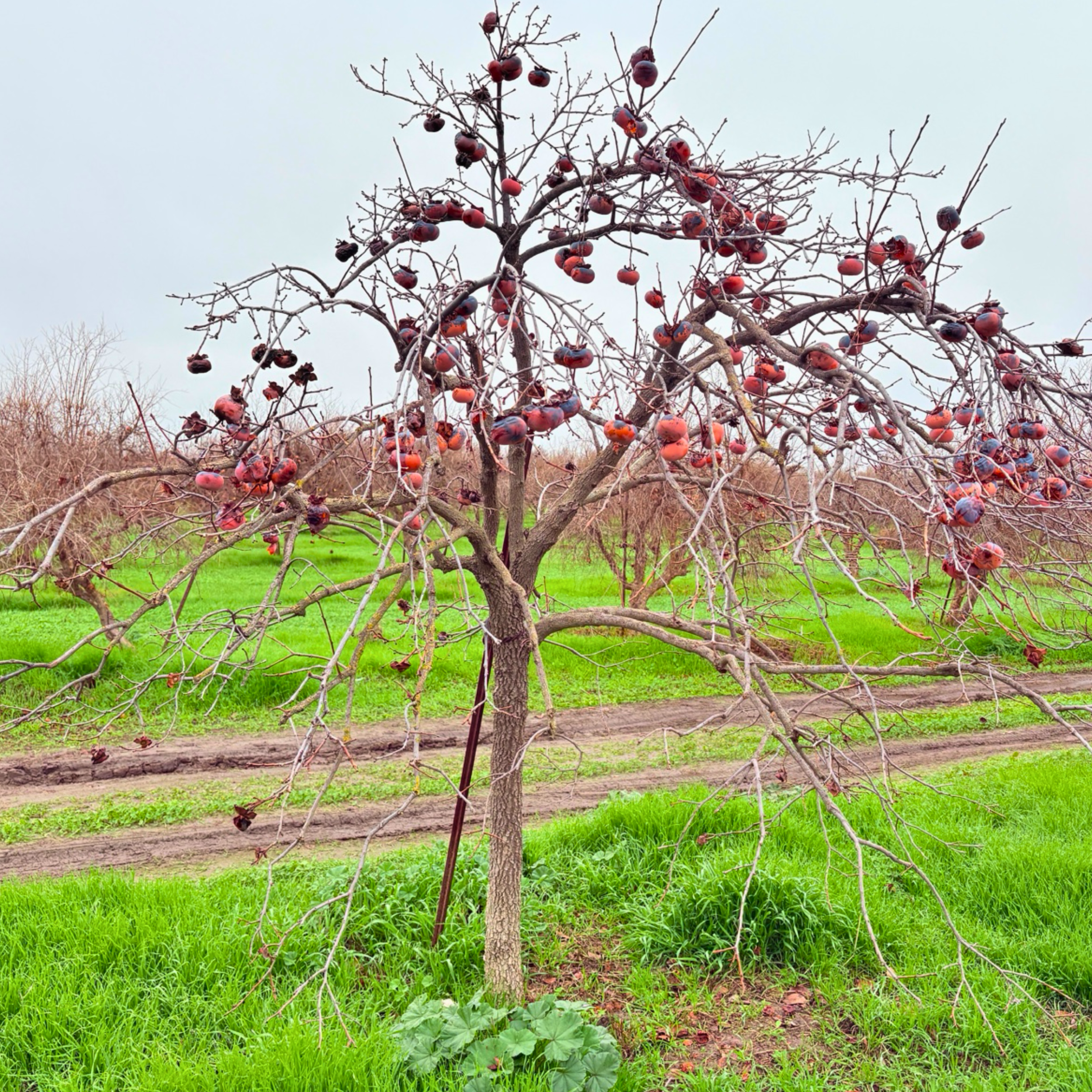 Deciduous Fruit Trees for the Bay Area – Victory Nursery