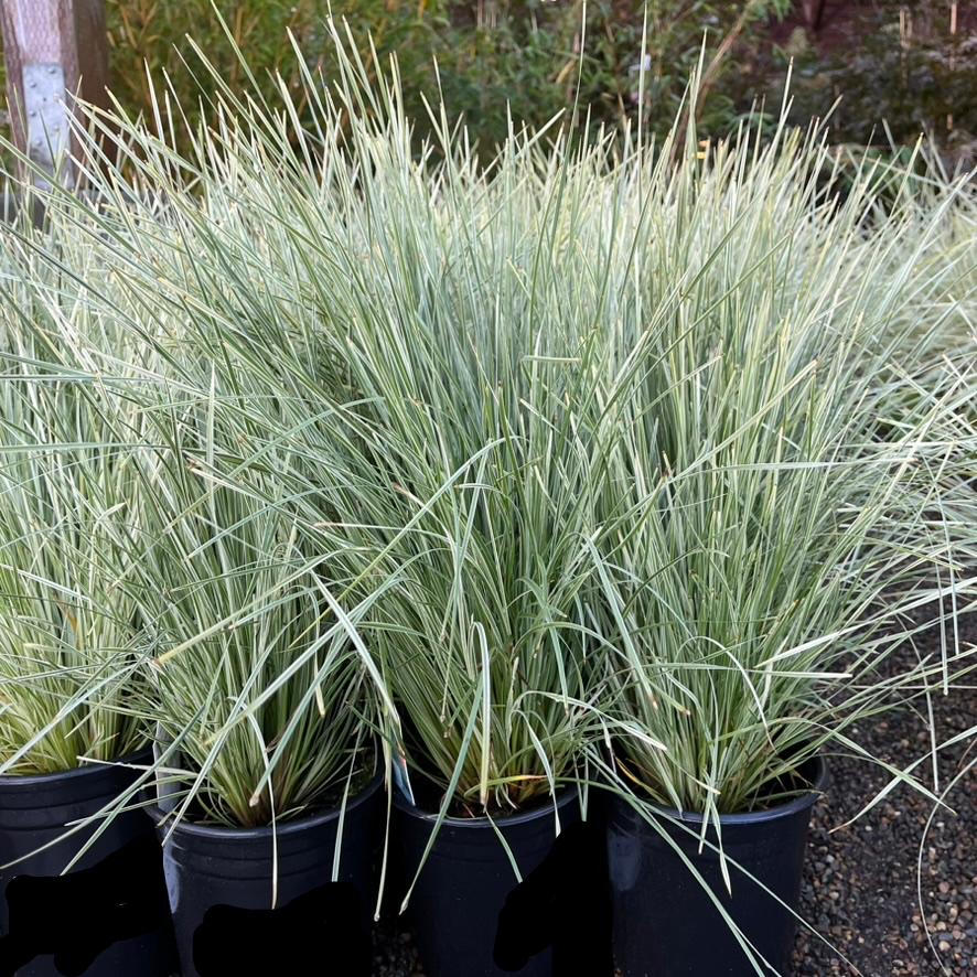 Arctic Frost Mat Rush | Frosty Blue-Green Dwarf Grass – Victory Nursery