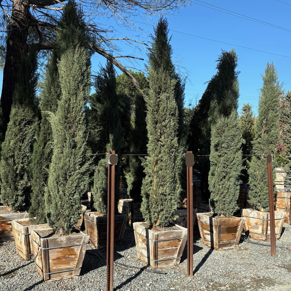 Blue Italian Cypress | Silvery-Blue Columnar Evergreen – Victory Nursery