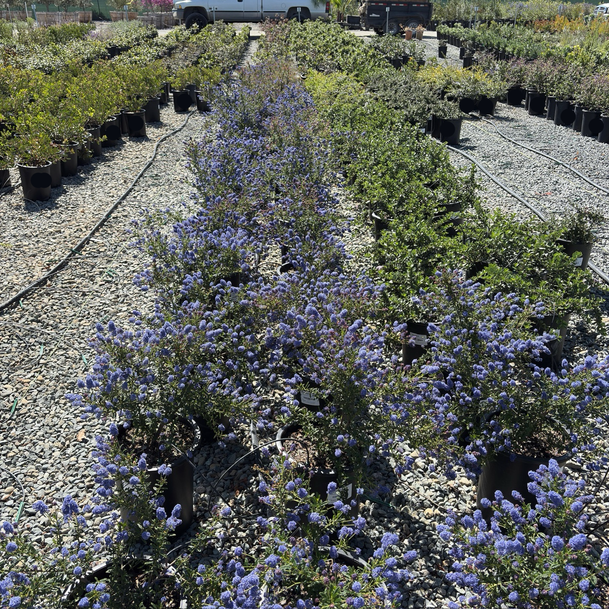 Concha California Lilac | Deep Blue Flowering Evergreen Shrub – Victory ...