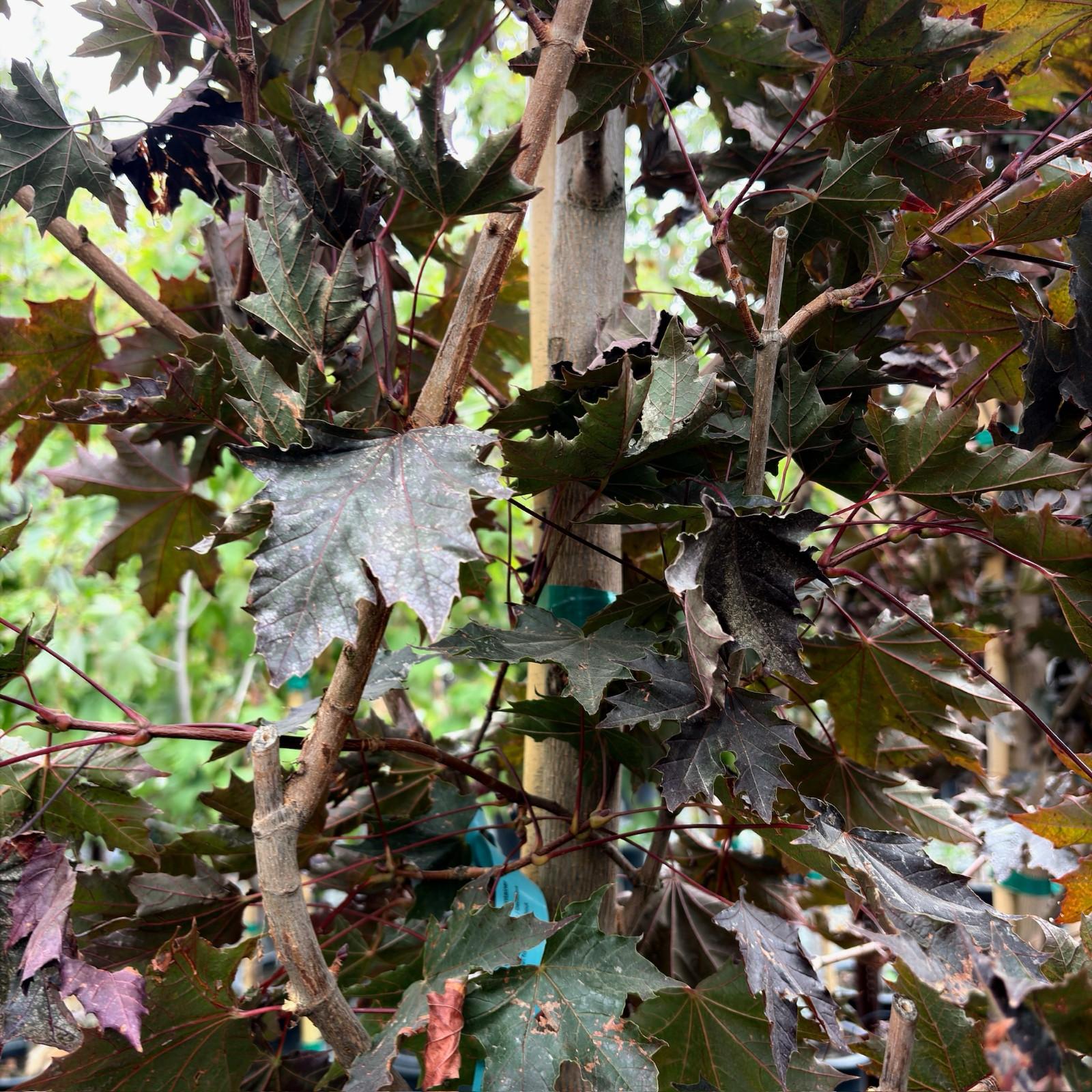 Crimson Sentry Maple | Columnar Purple Leaf Maple Tree – Victory Nursery