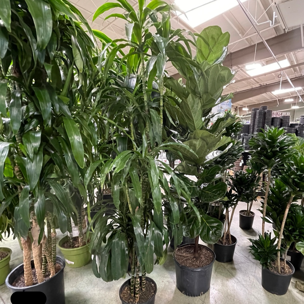 Lisa Dracaena | Sleek Dark Green Indoor Plant – Victory Nursery
