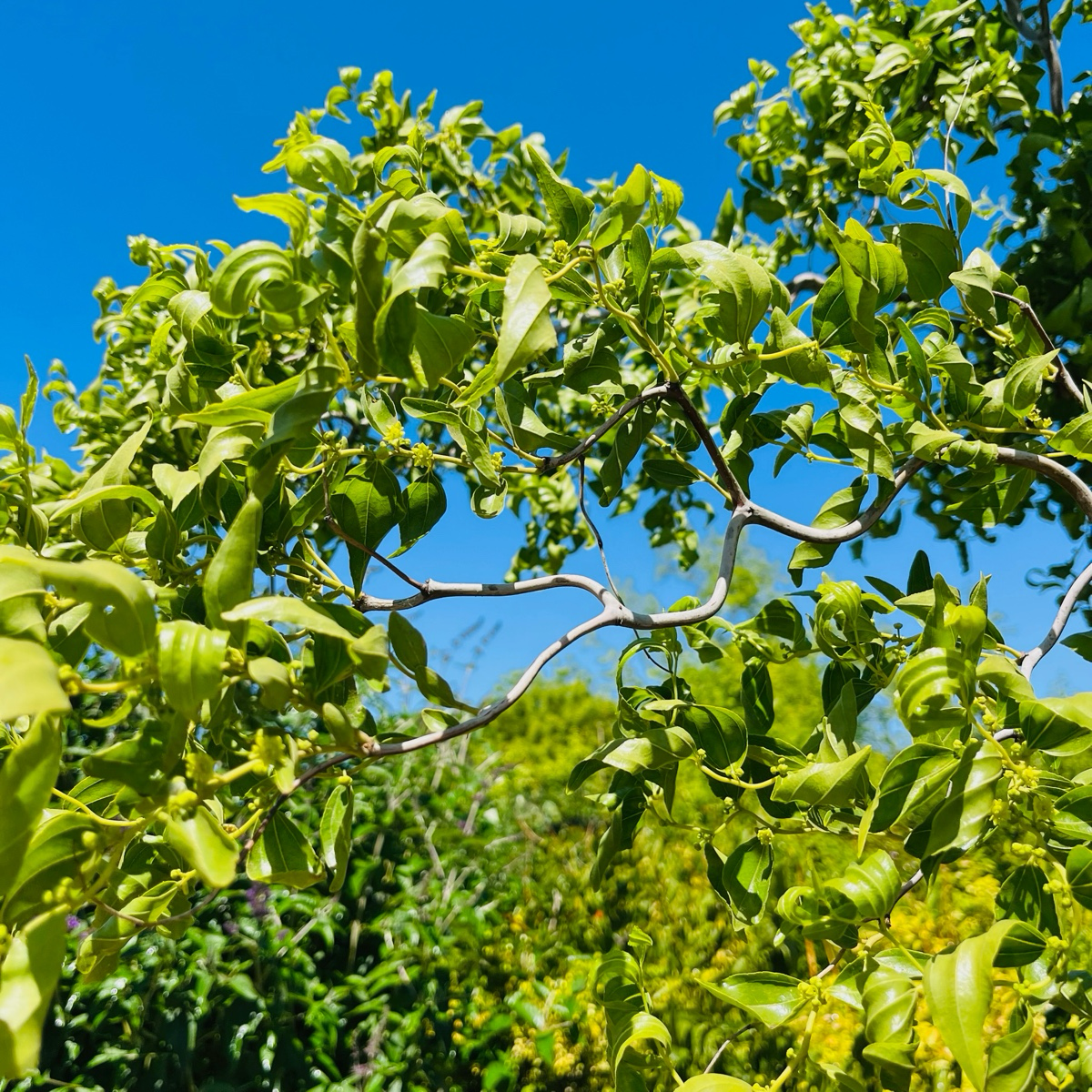 Dragon Jujube Tree | Unique Zigzag Branches & Sweet Fruit – Victory Nursery