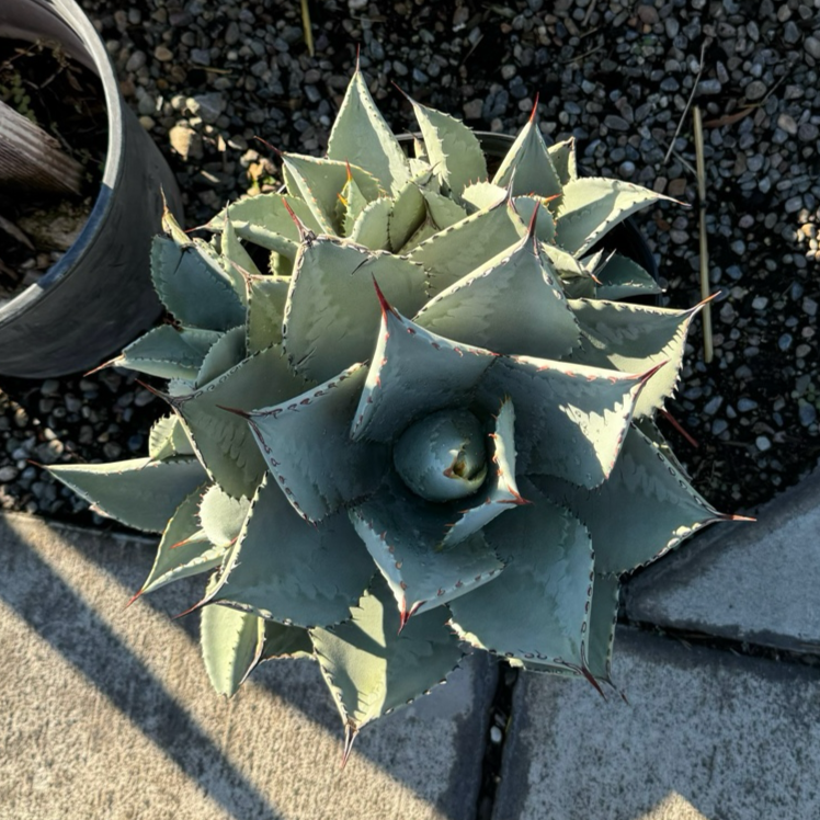 Dragon Toes Agave | Compact Unique Dark-Tipped Succulent – Victory Nursery