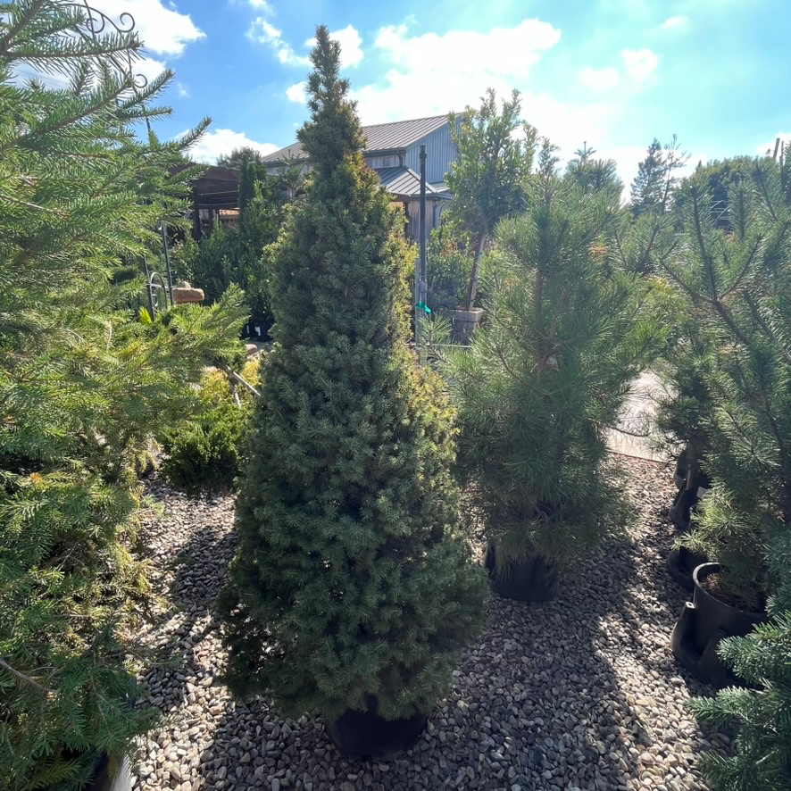 Dwarf White Spruce | Compact Conical Evergreen Shrub – Victory Nursery