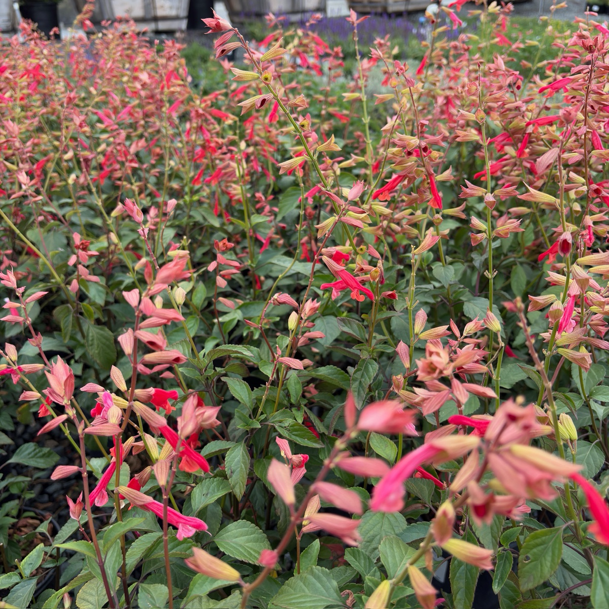 Ember's Wish Sage | Vibrant Orange-Red Flowering Perennial – Victory ...