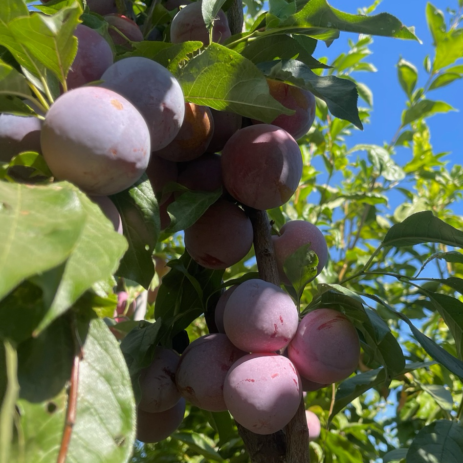 Flavor King Pluot Tree | Intense Sweet Dark Red Pluot Fruit – Victory ...