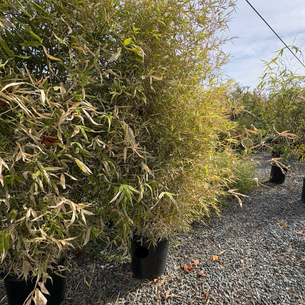 Golden Bamboo | Classic Golden-Caned Clumping Bamboo – Victory Nursery