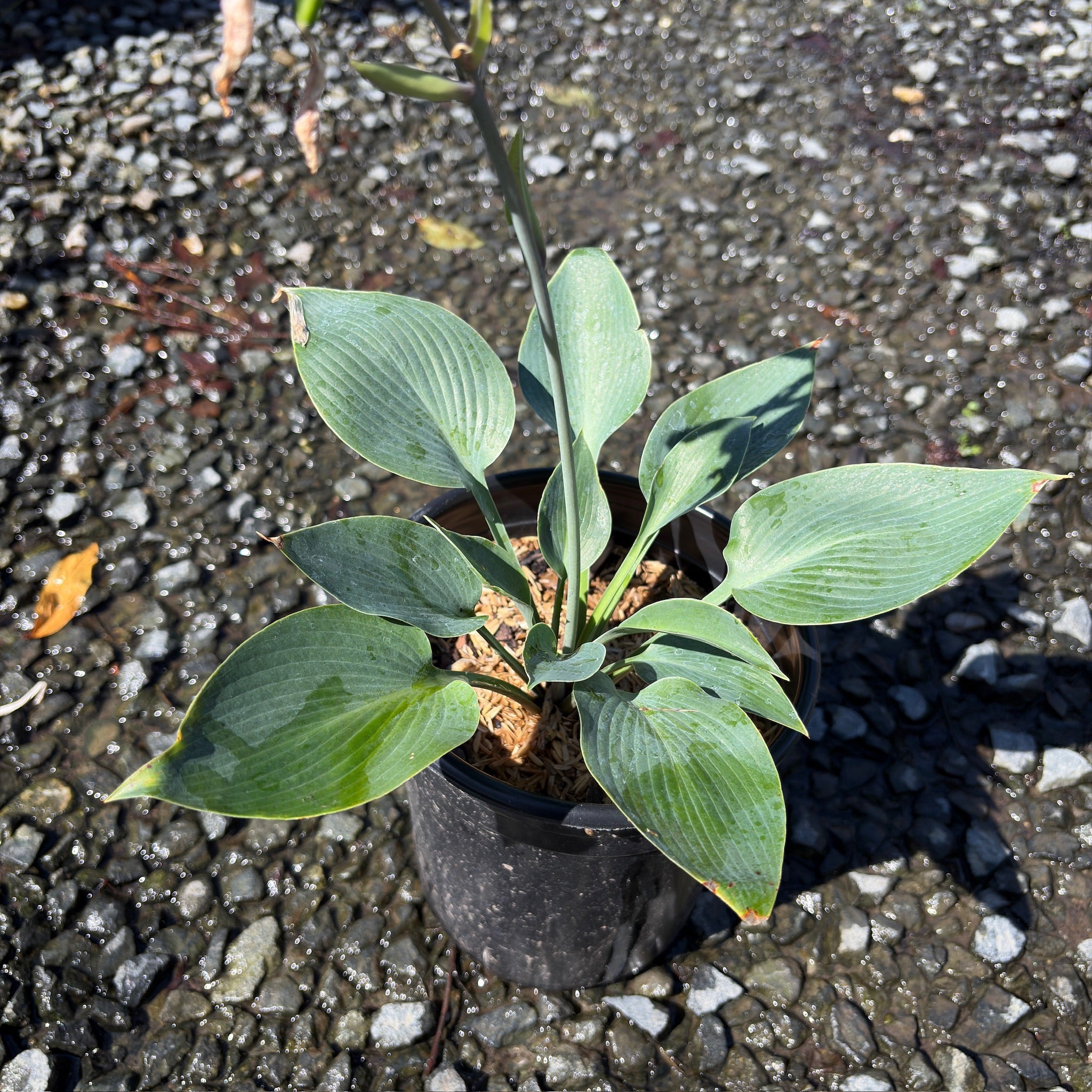 Halcyon Hosta | Classic Blue Leaf Shade Plant – Victory Nursery