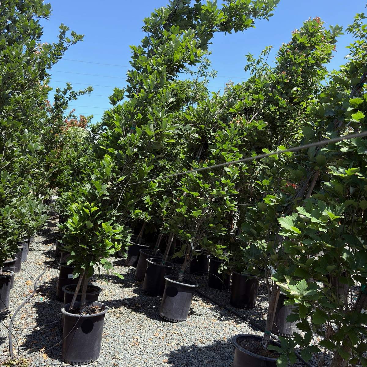 Kindred Spirit Oak | Columnar Evergreen Hybrid Oak Tree – Victory Nursery