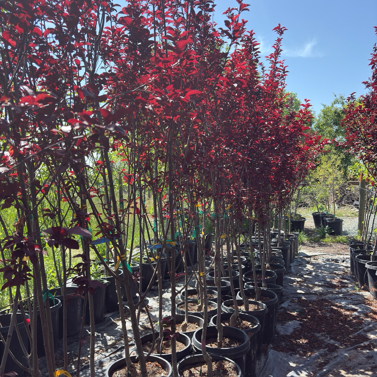 Krauter Vesuvius Plum | Dark Purple Foliage Flowering Tree – Victory ...