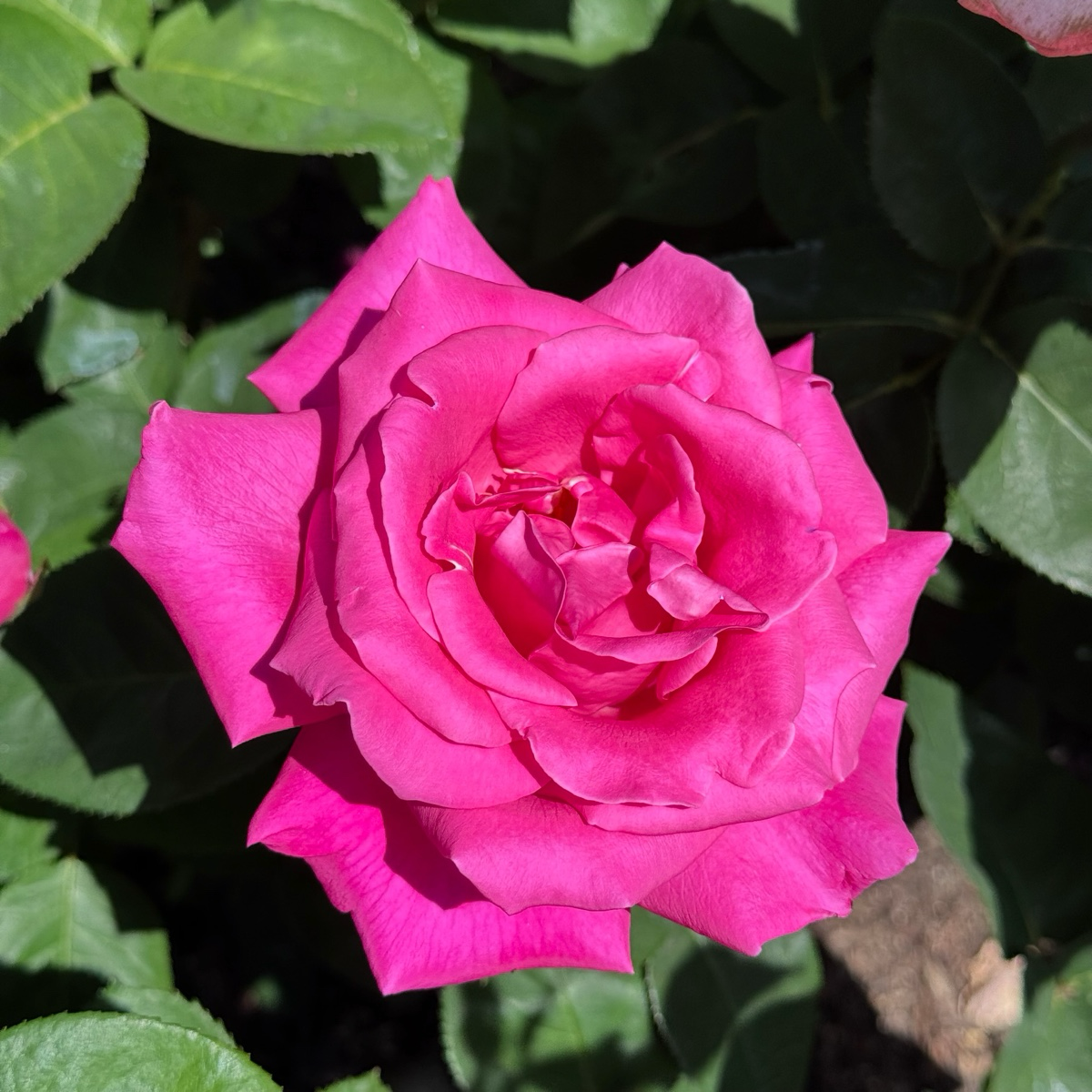Perfume Factory Hybrid Tea Rose | Intensely Fragrant Blooms – Victory ...