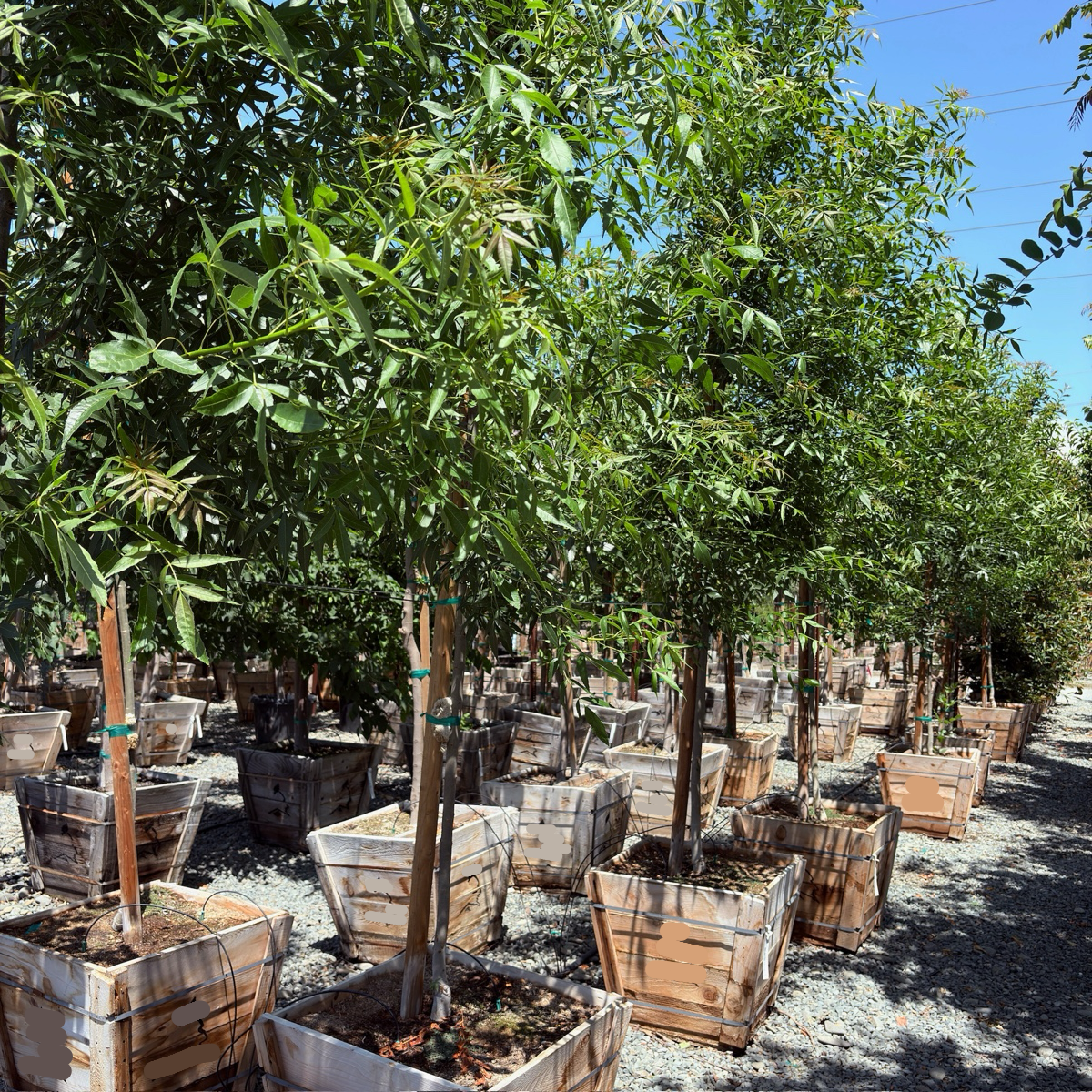 Raywood Ash | Striking Burgundy Fall Color Tree – Victory Nursery