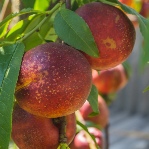 Snow Queen Nectarine Tree | Sweet White-Fleshed Low-Chill Nectarine ...