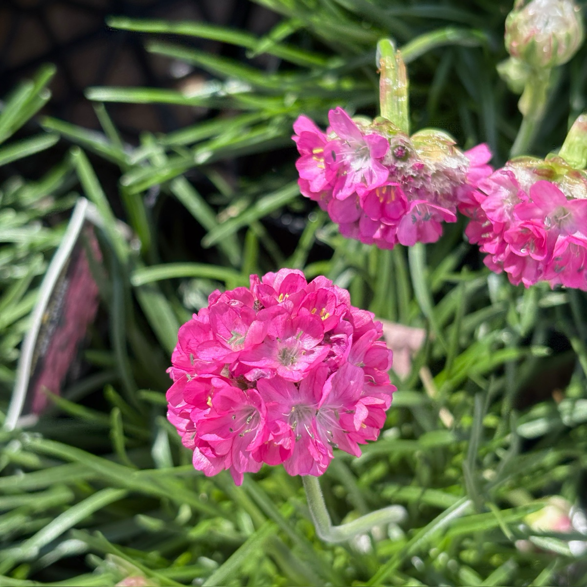 Splendens Sea Thrift (Armeria maritima) | Rose-Pink Evergreen Mounds ...