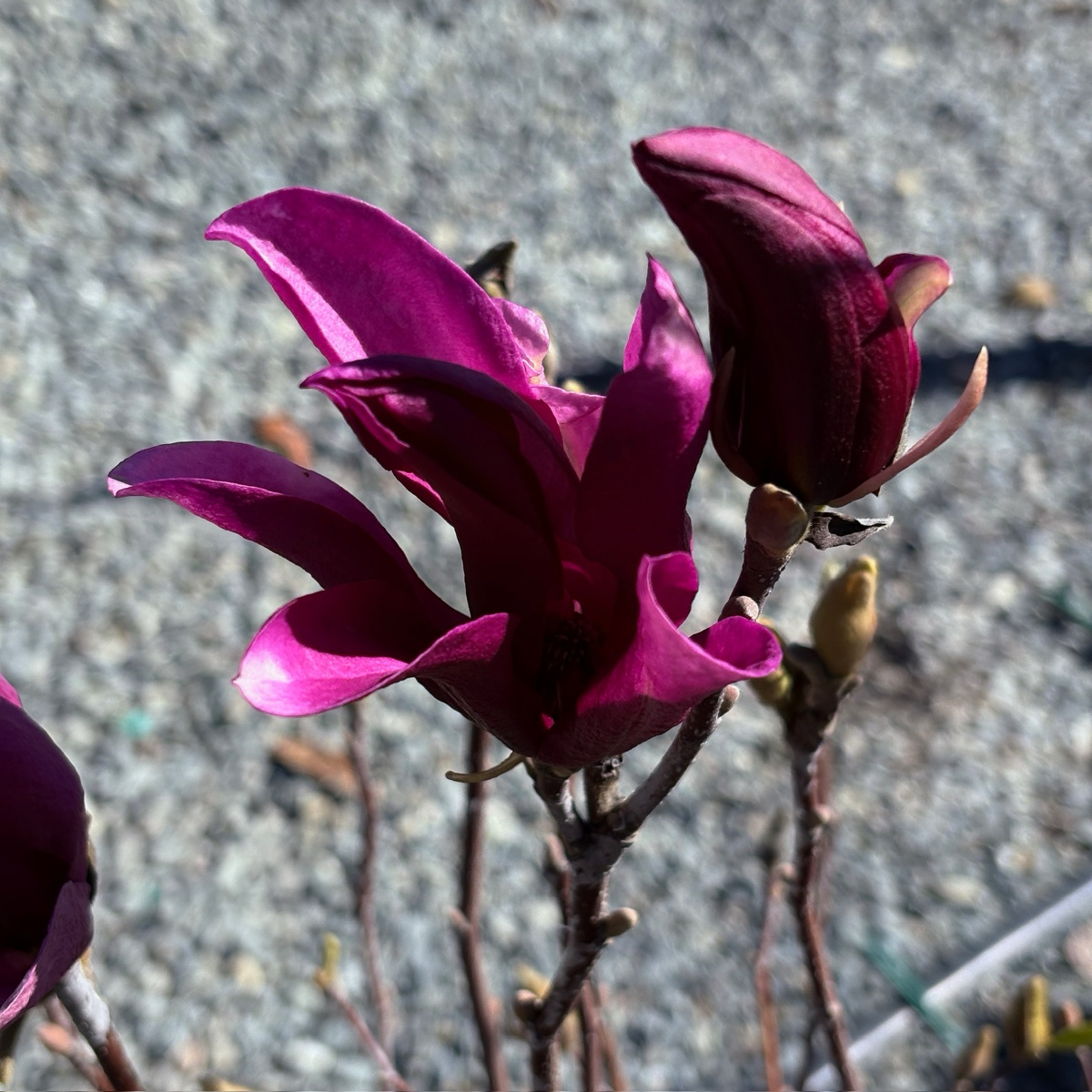 Susan Magnolia Tree – Late Spring Purple Blooms, Compact Form – Victory ...