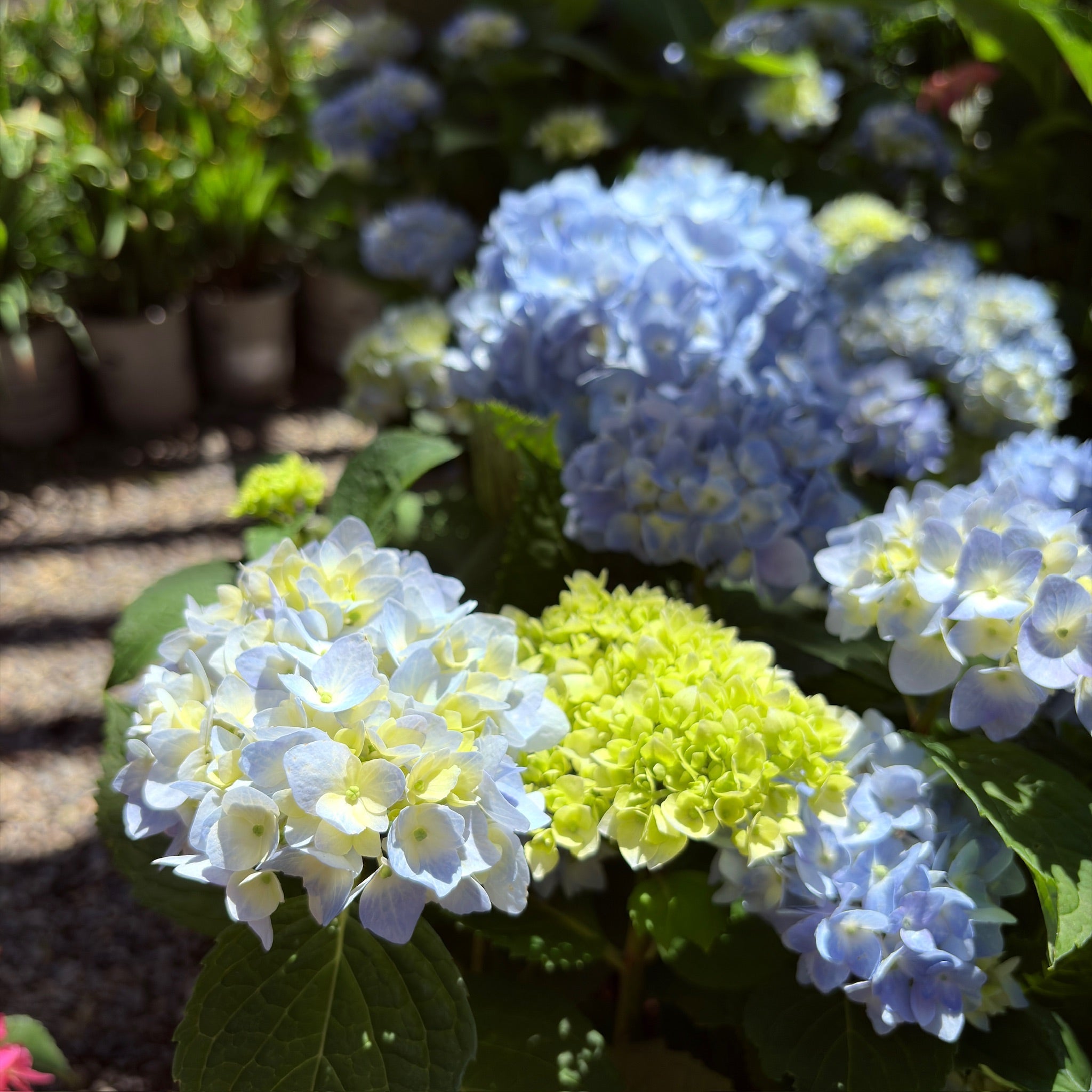 Original Endless Summer Hydrangea | Reblooming Blue or Pink Mophead ...