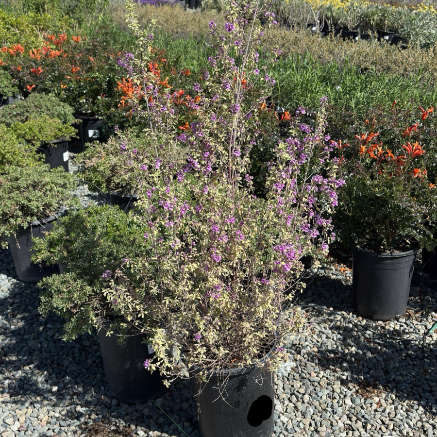 Variegated Mint Bush | Cream-Edged Aromatic Evergreen Shrub – Victory ...