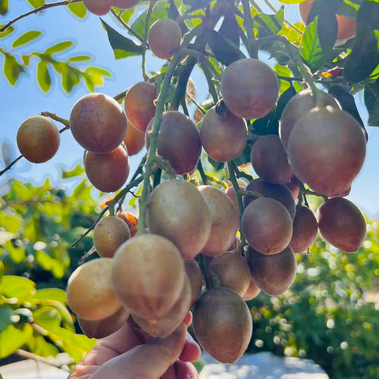 Wampee Fruit Tree | Sweet-Tart Tropical Fruit Plant – Victory Nursery
