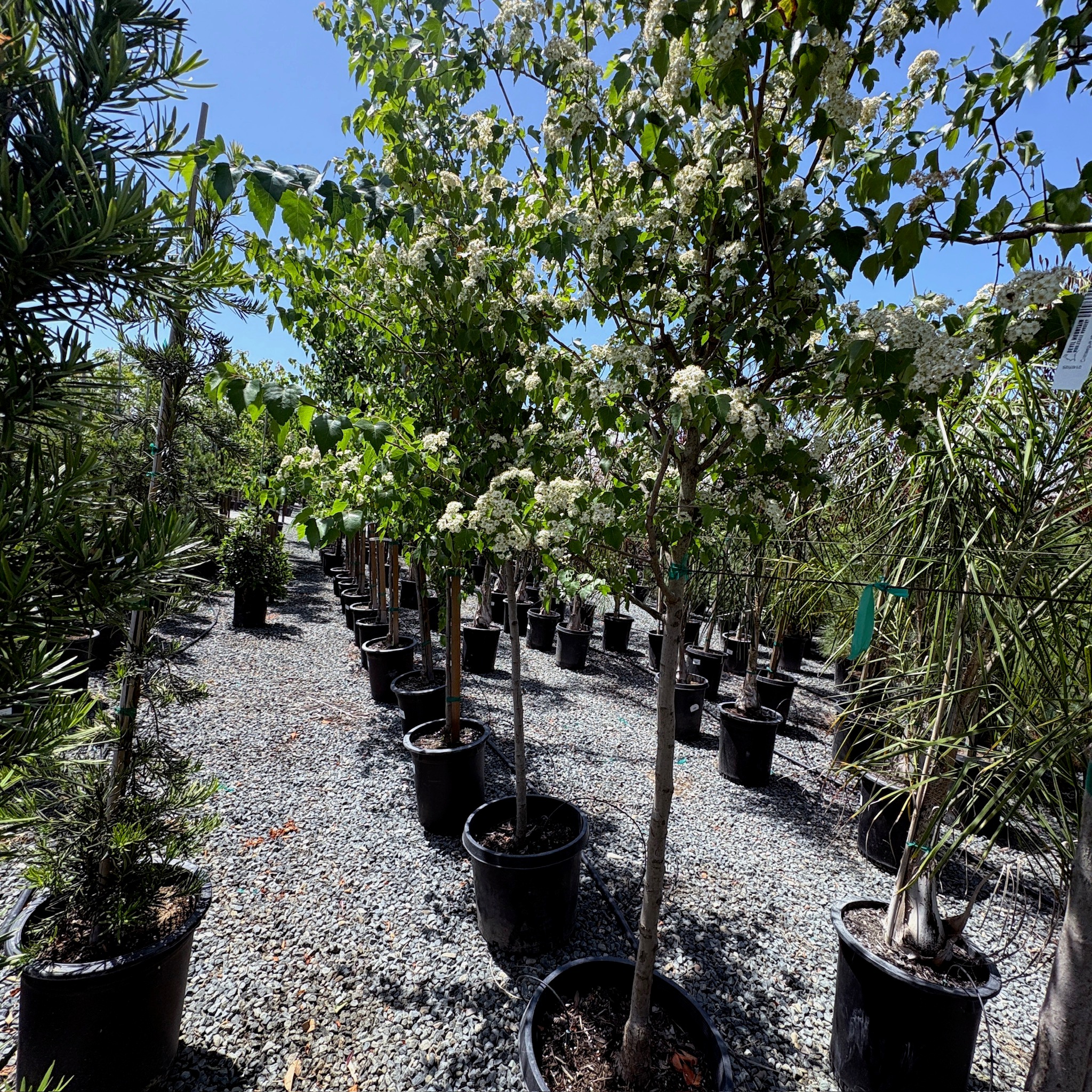Washington Hawthorn Tree | Ornamental White Flowering Hawthorn ...