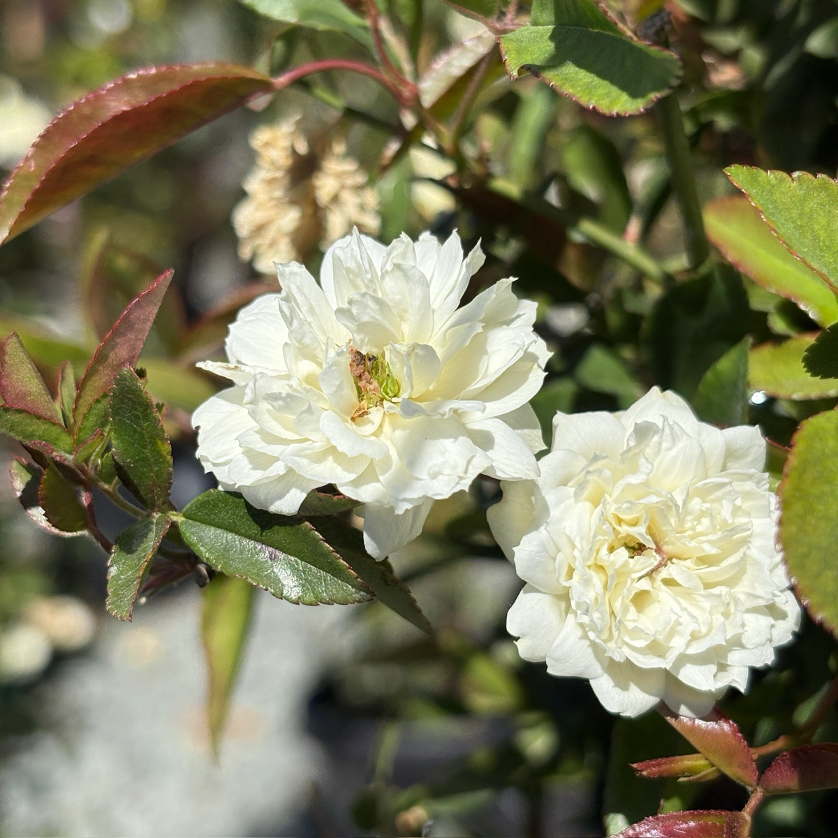 White Lady Banks Rose | Thornless Climbing Rose – Victory Nursery