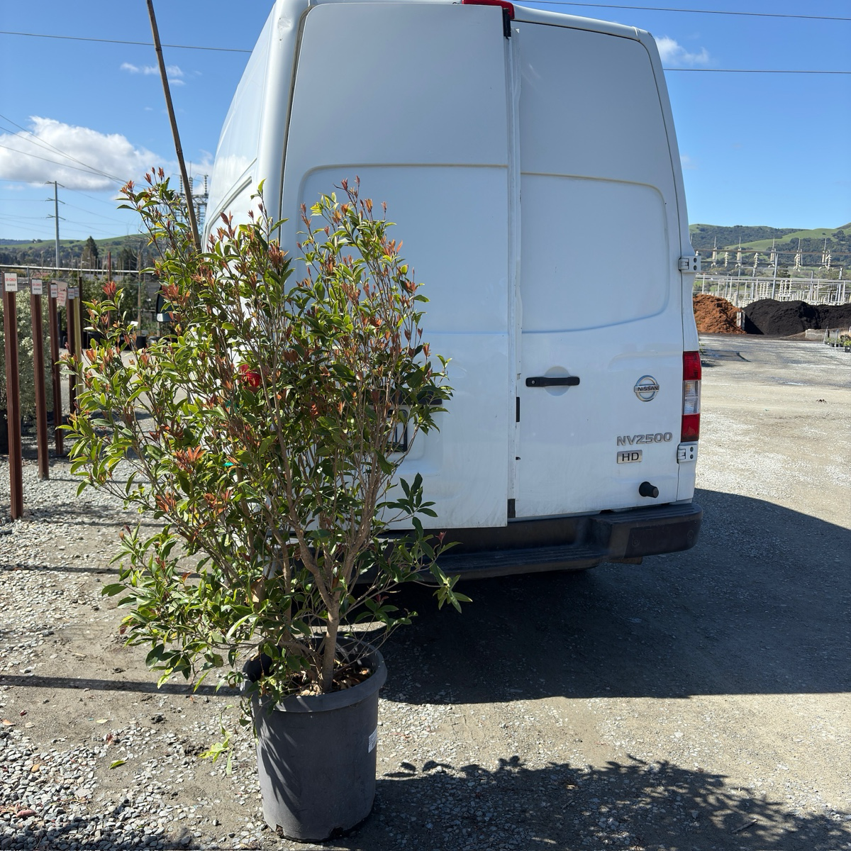 Victory Nursery | Trees, Plants & Garden Delivery in California