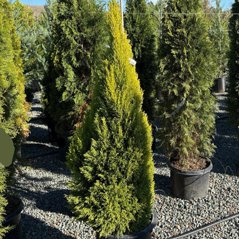 Wilma Goldcrest Monterey Cypress | Golden Evergreen Tree – Victory Nursery