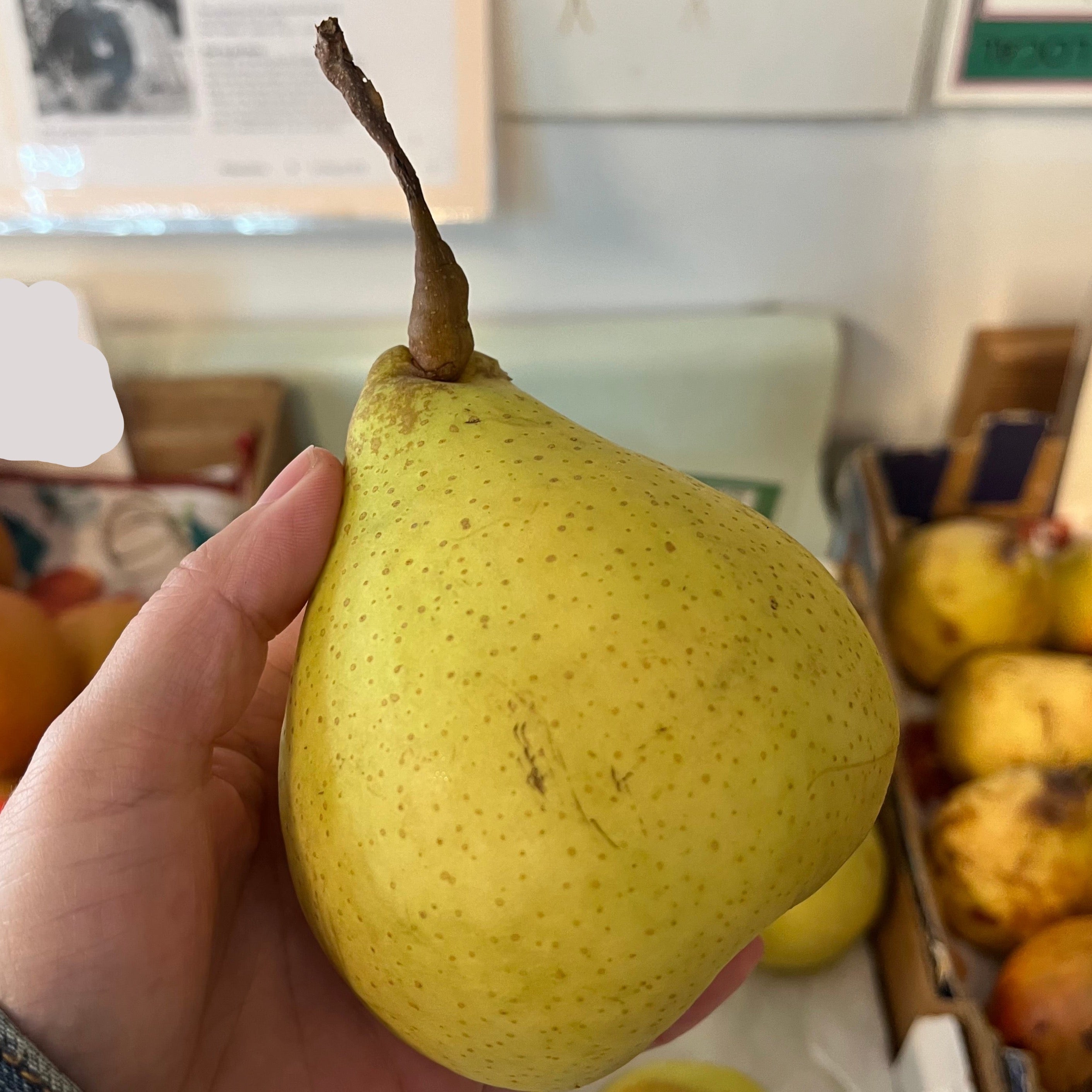 Ya Li Asian Pear Tree | Large Crisp Sweet Chinese Pear – Victory Nursery